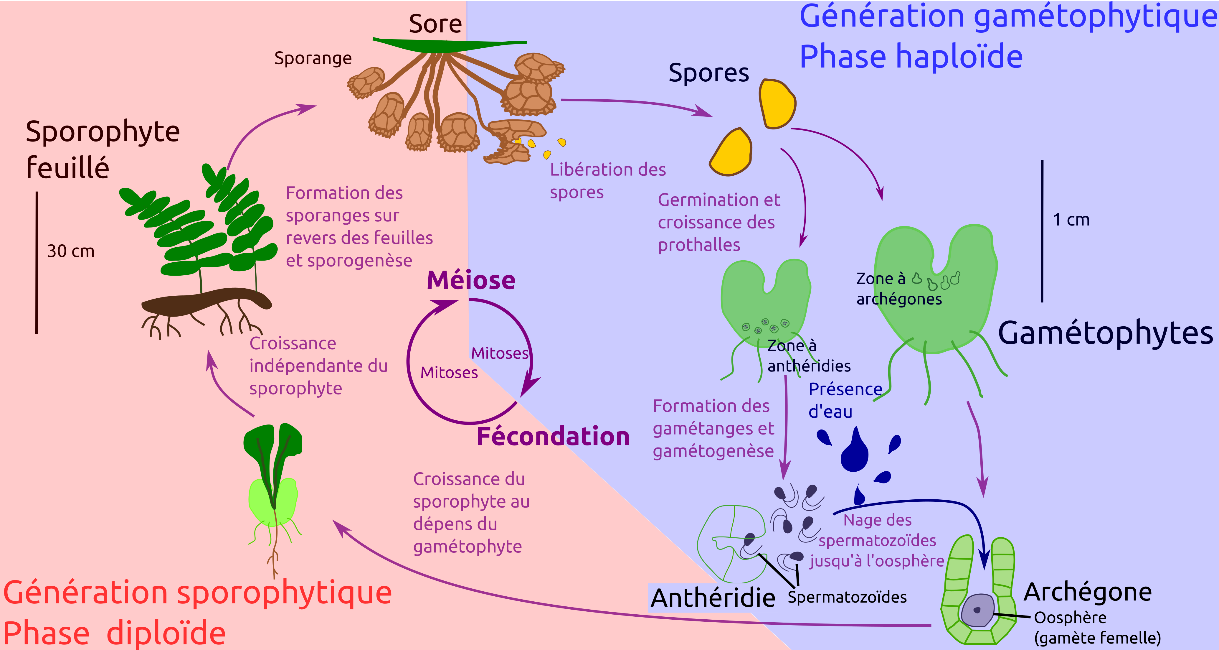 Spermatozoïdes humains observés en microscopie électronique à balayage | Planet-Vie